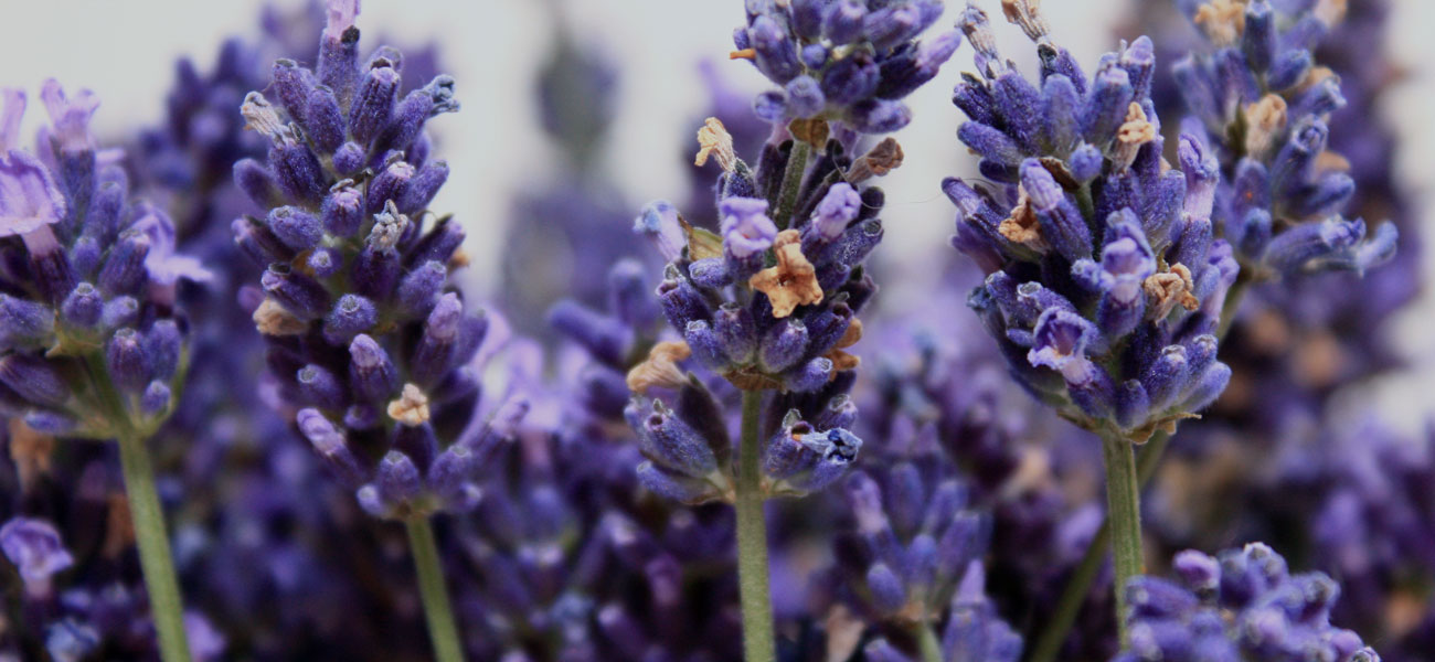 lavender - Equinox