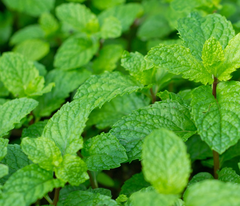 Peppermint Oil USA Mid West | Essential Oil Company