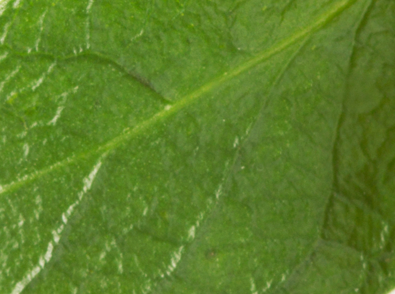 Pimento Leaf Oil Jamaica | Online Supplier of Essential Oils